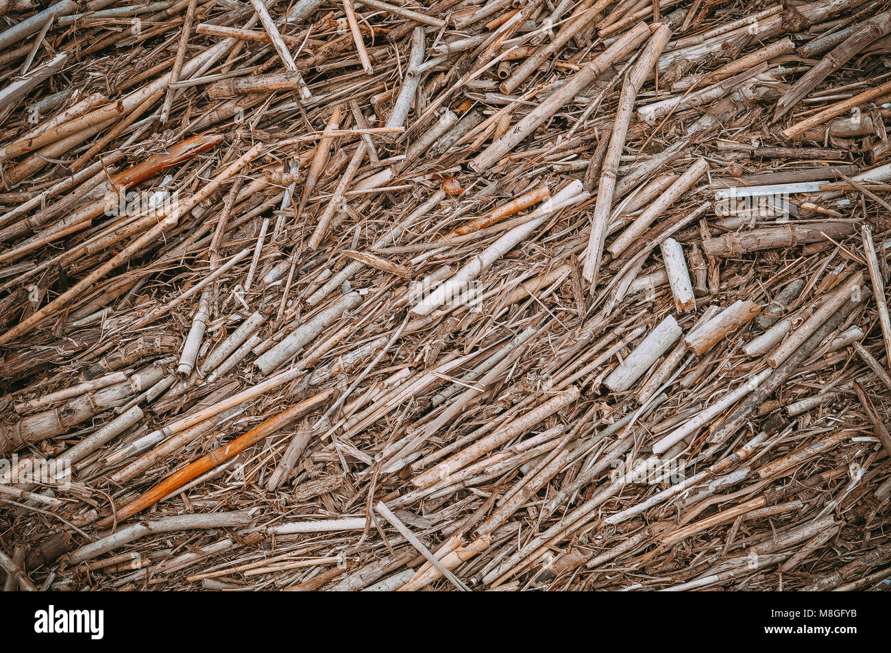 dry reeds background, texture Stock Photo - Alamy