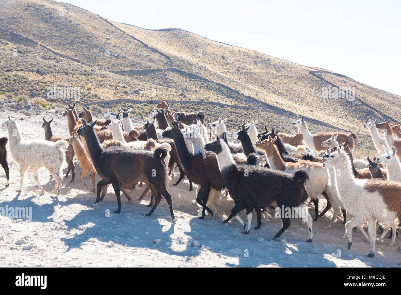 Bolivian llama breeding on Andean plateau,Bolivia Stock Photo - Alamy