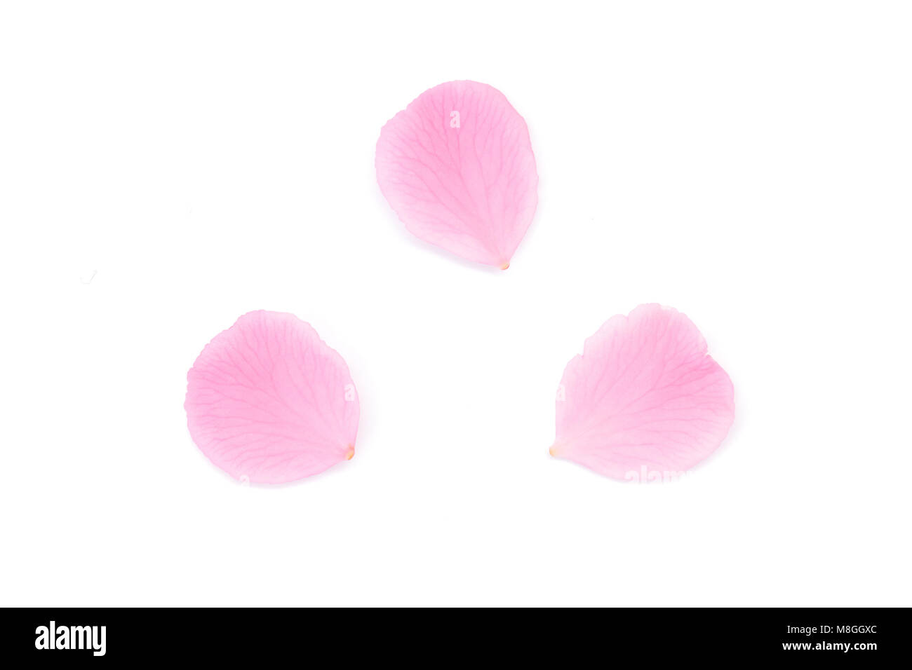 Japanese cherry blossom petals hi-res stock photography and images - Alamy