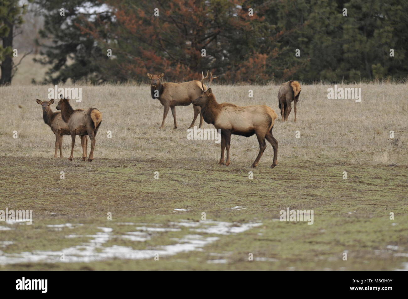Elk farm hi-res stock photography and images - Alamy