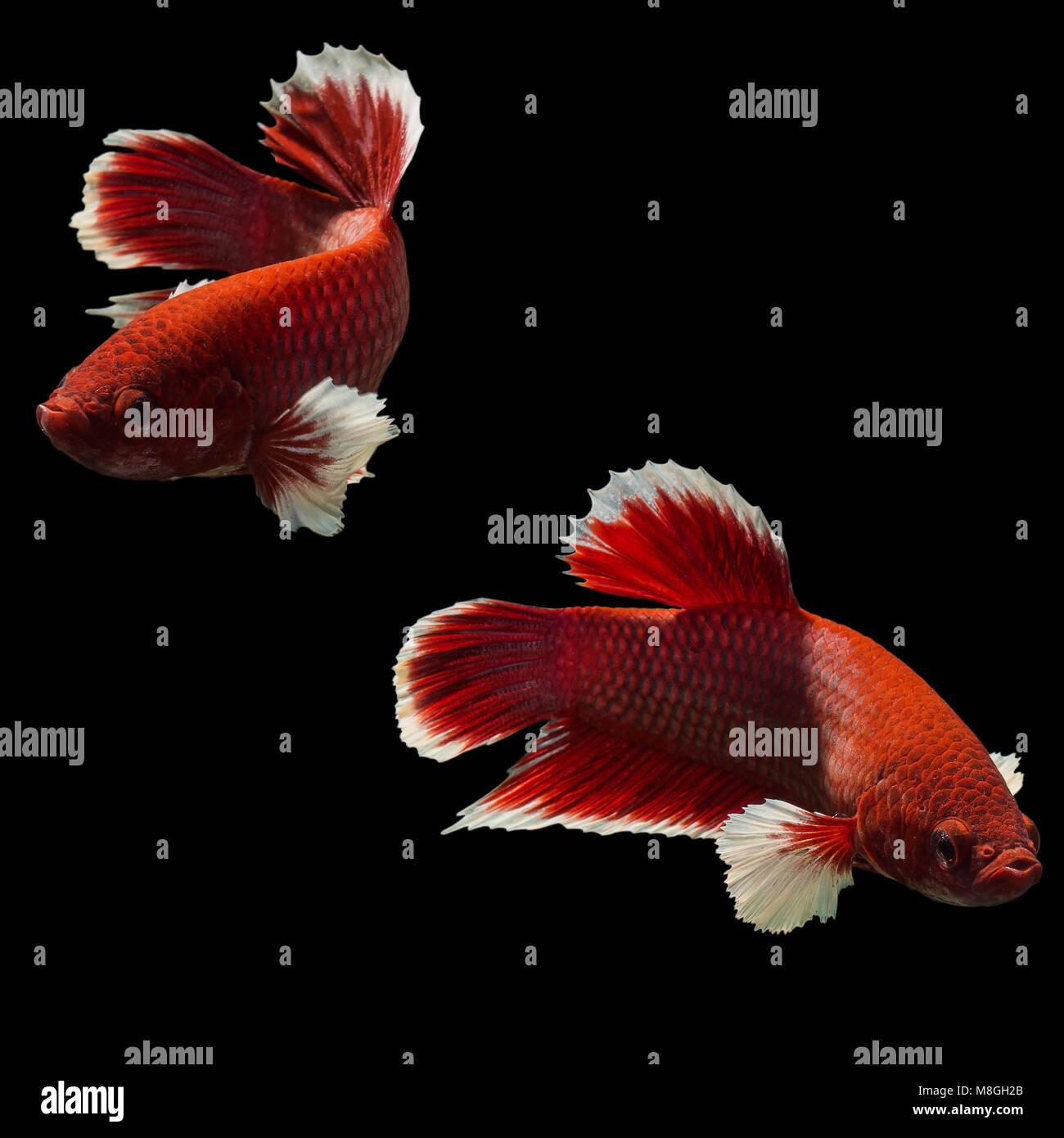 moving moment of big ear red siamese fighting fish,Betta splendens ...