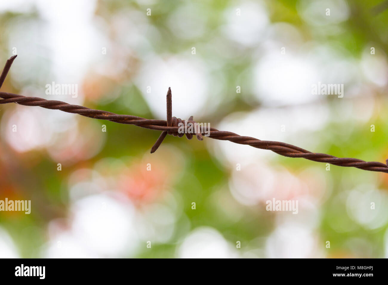 Barbed wire on background in the morning Stock Photo - Alamy