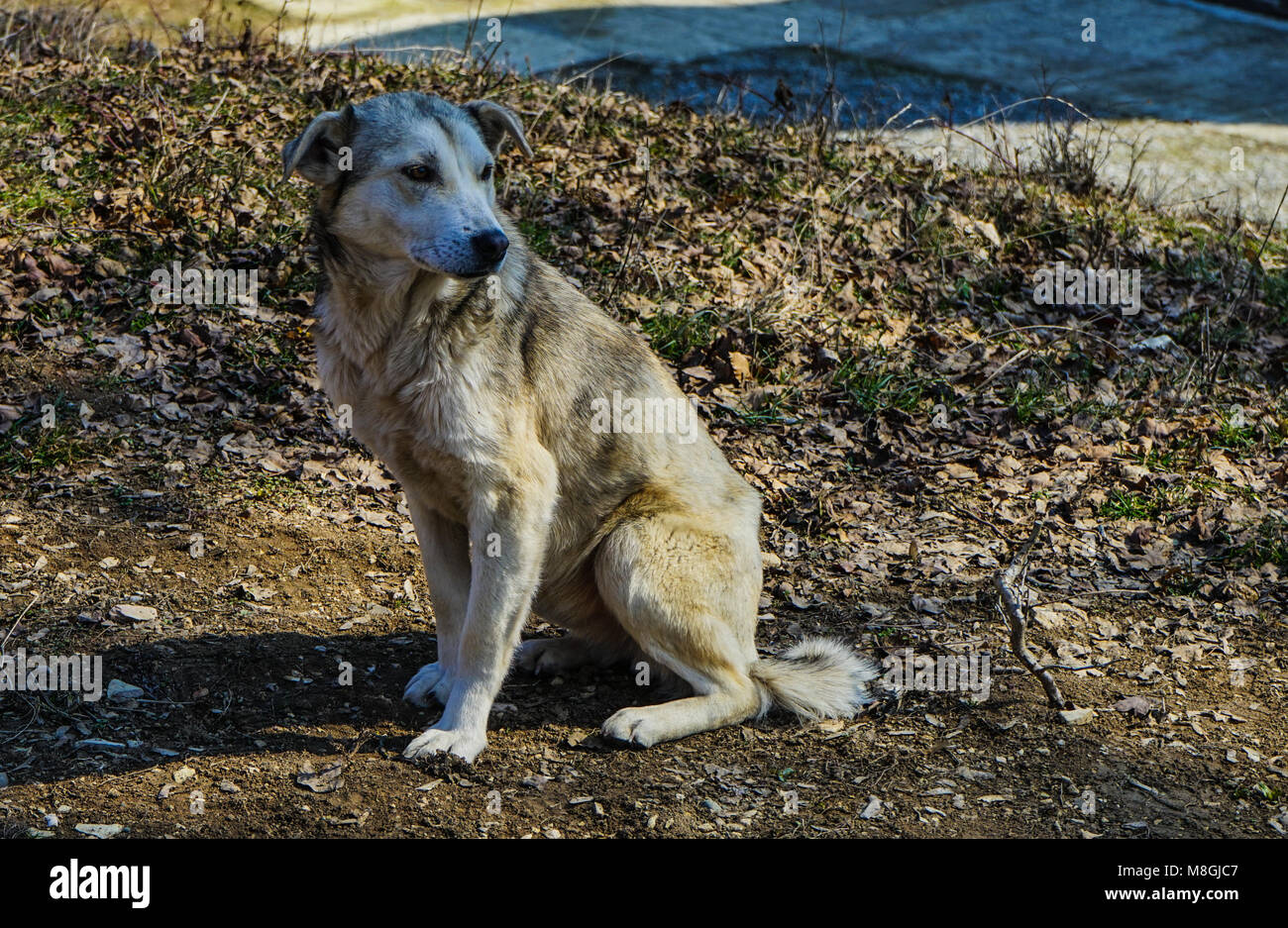 Cute homeless dog outdoor sitting on the road Stock Photo - Alamy