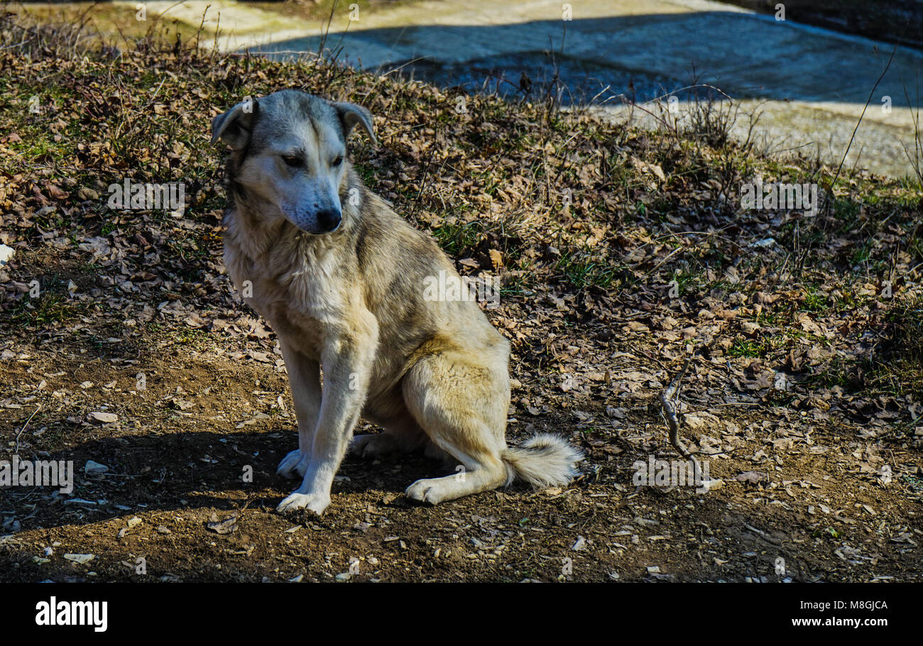 Cute homeless dog outdoor sitting on the road Stock Photo - Alamy