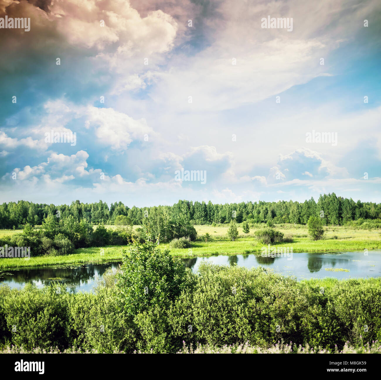 Beautiful evening meadow Stock Photo - Alamy