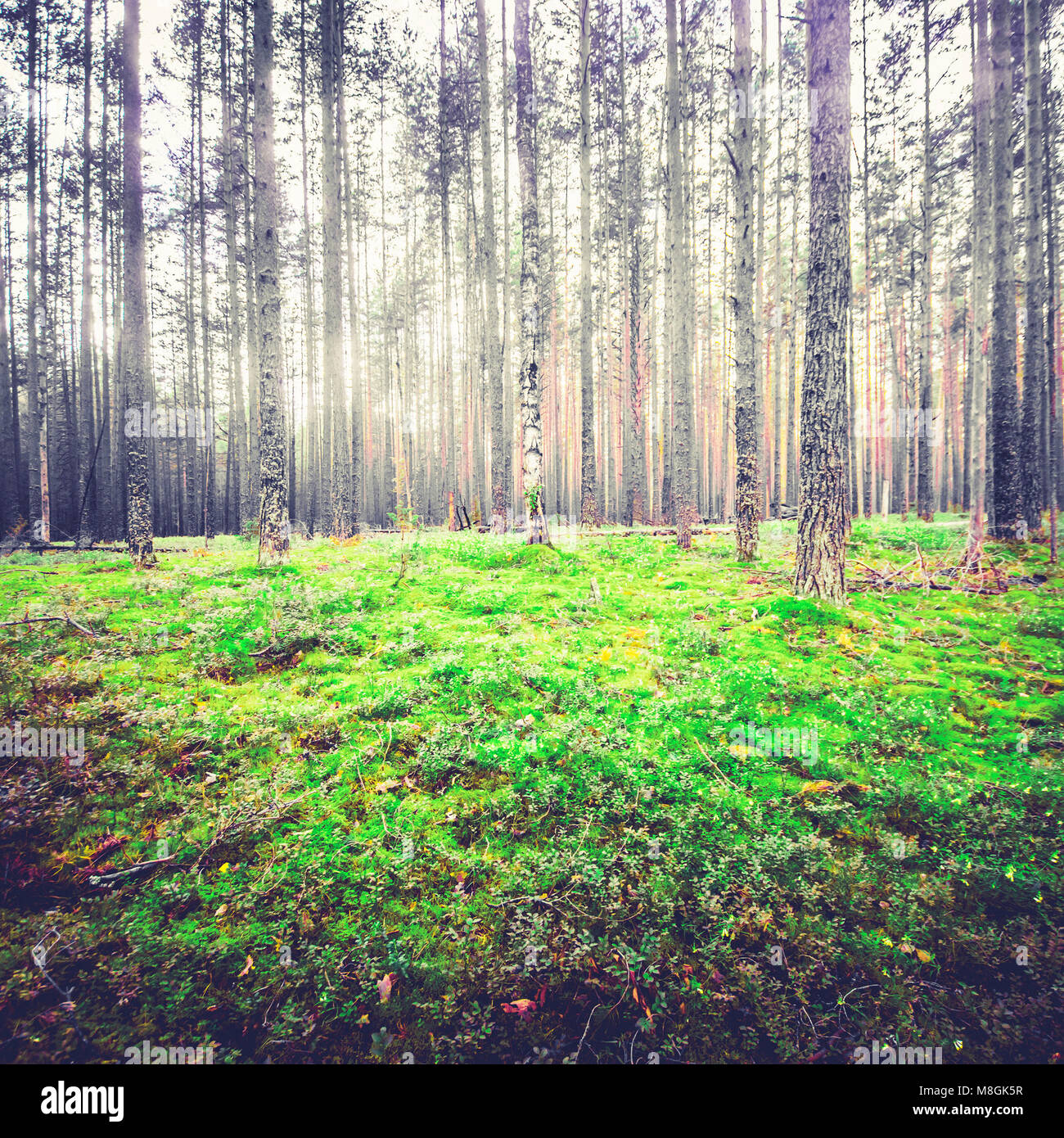 Forest outdoor landscape Stock Photo - Alamy