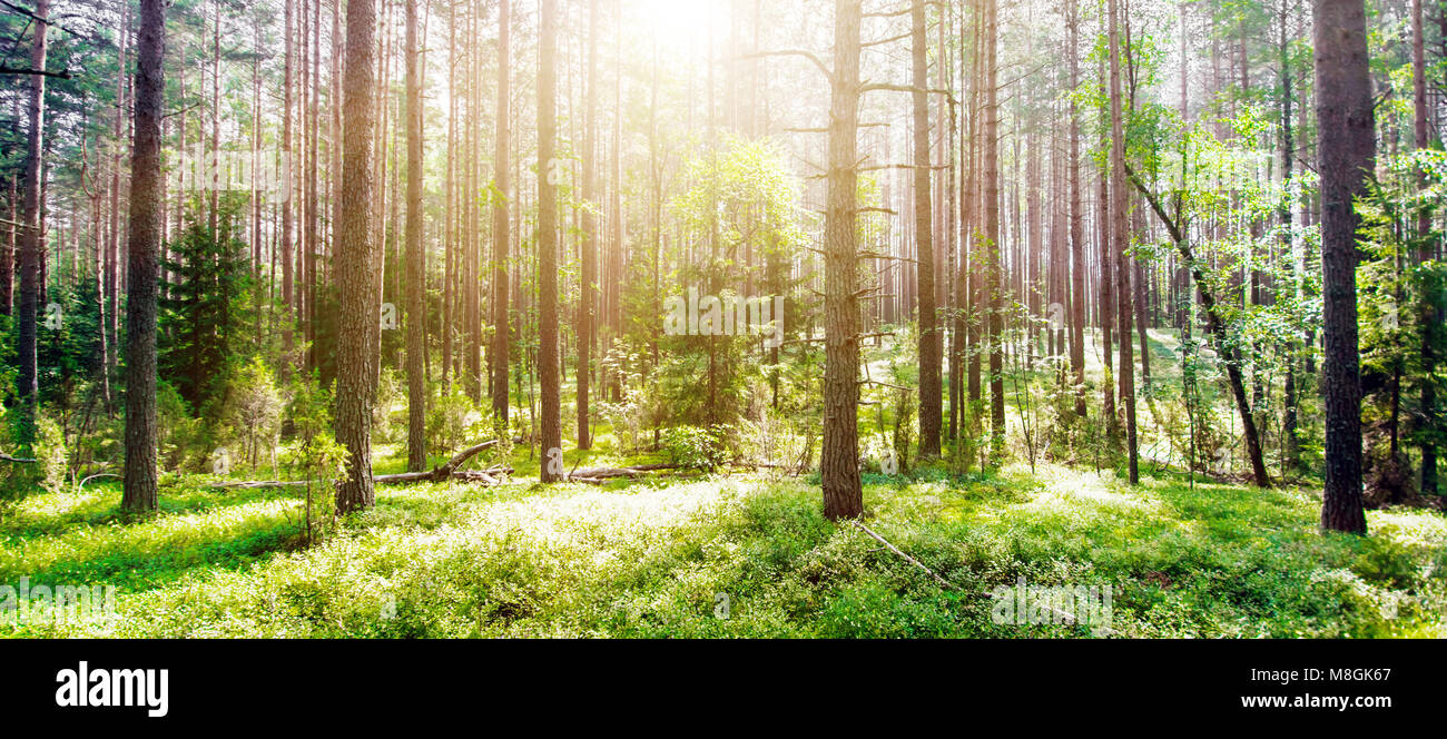 Forest. Wild plants and trees Stock Photo - Alamy