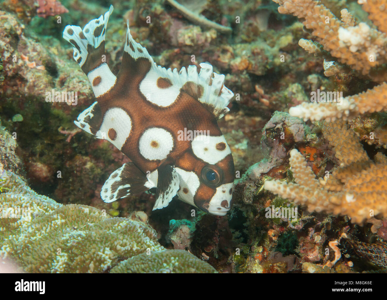 Harlequin sweetlips juvenile (Plectorhinchus chaetodonoides) swimming ...