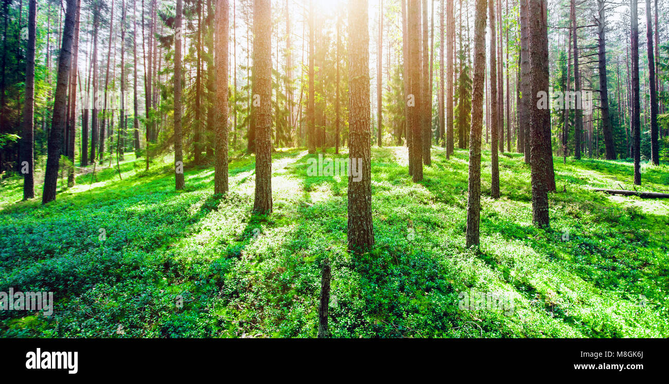 Wild trees in forest Stock Photo - Alamy