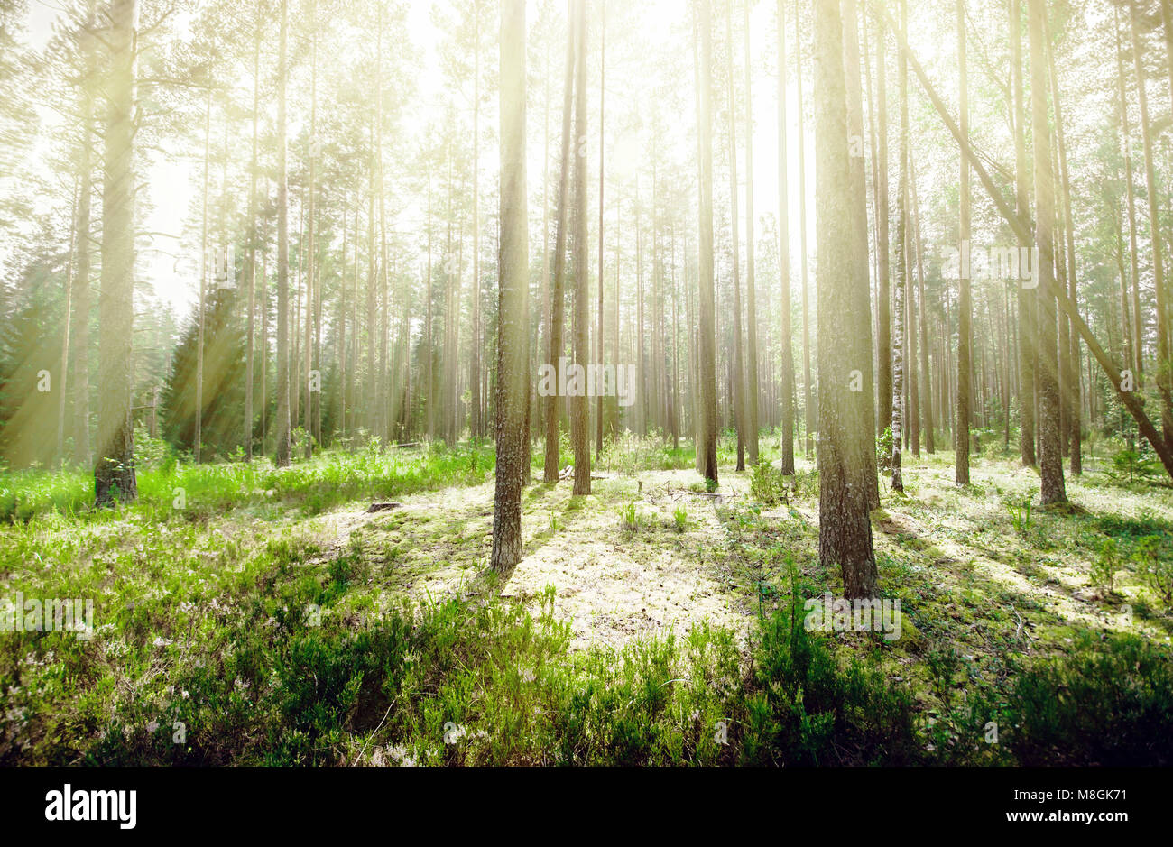 Wild forest sunrise Stock Photo - Alamy