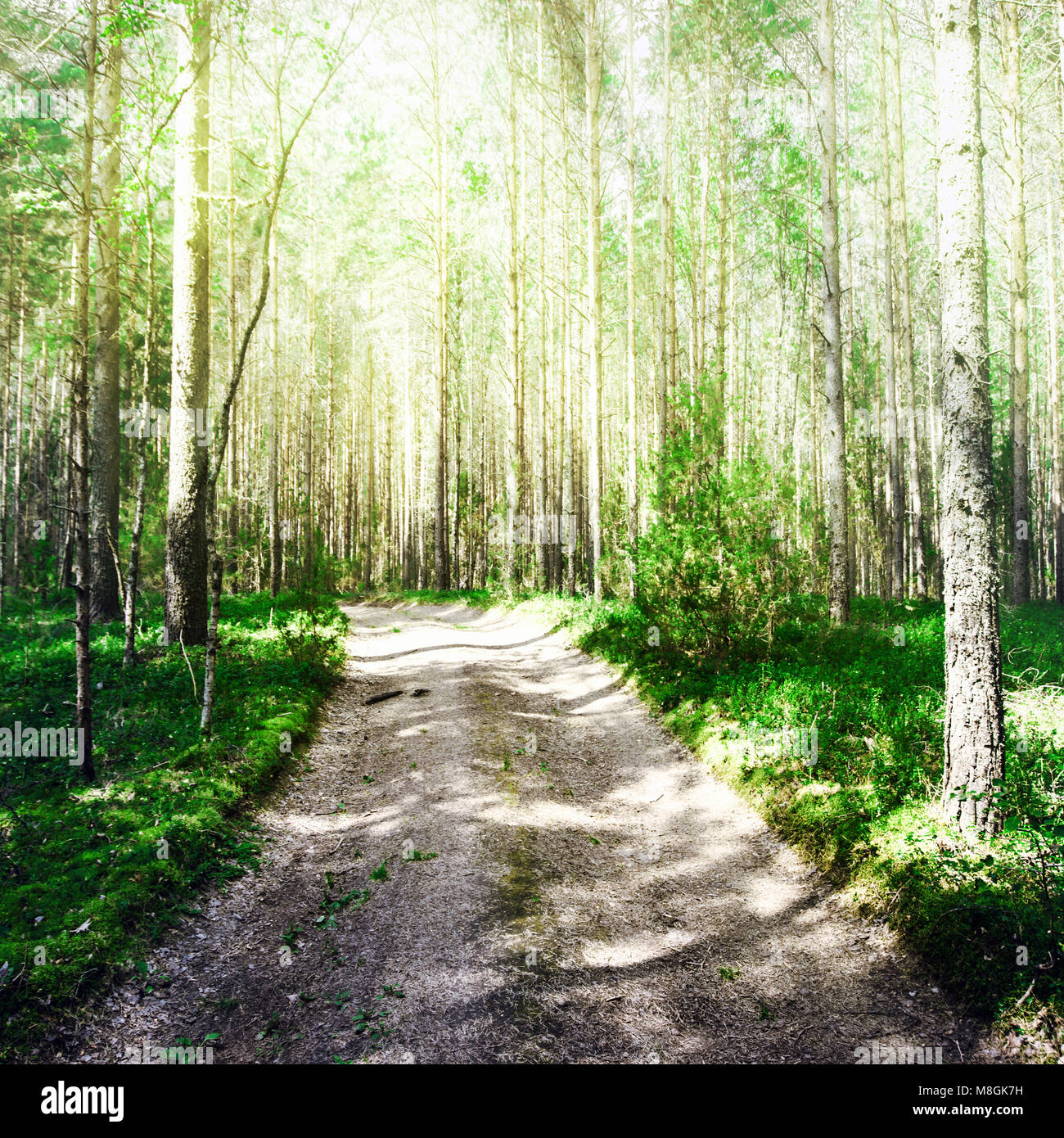 Forest outdoor landscape Stock Photo - Alamy