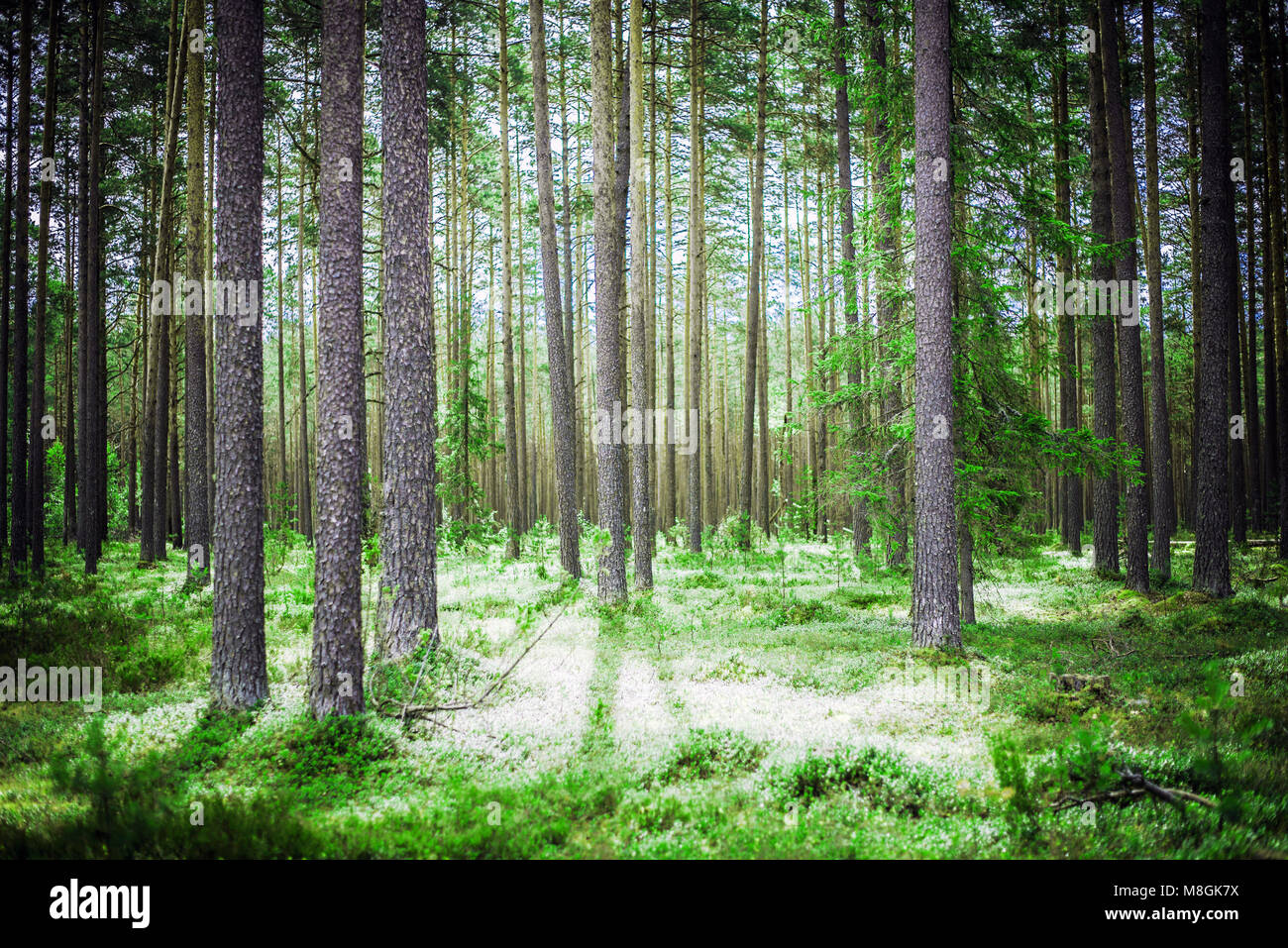 Forest outdoor landscape Stock Photo - Alamy