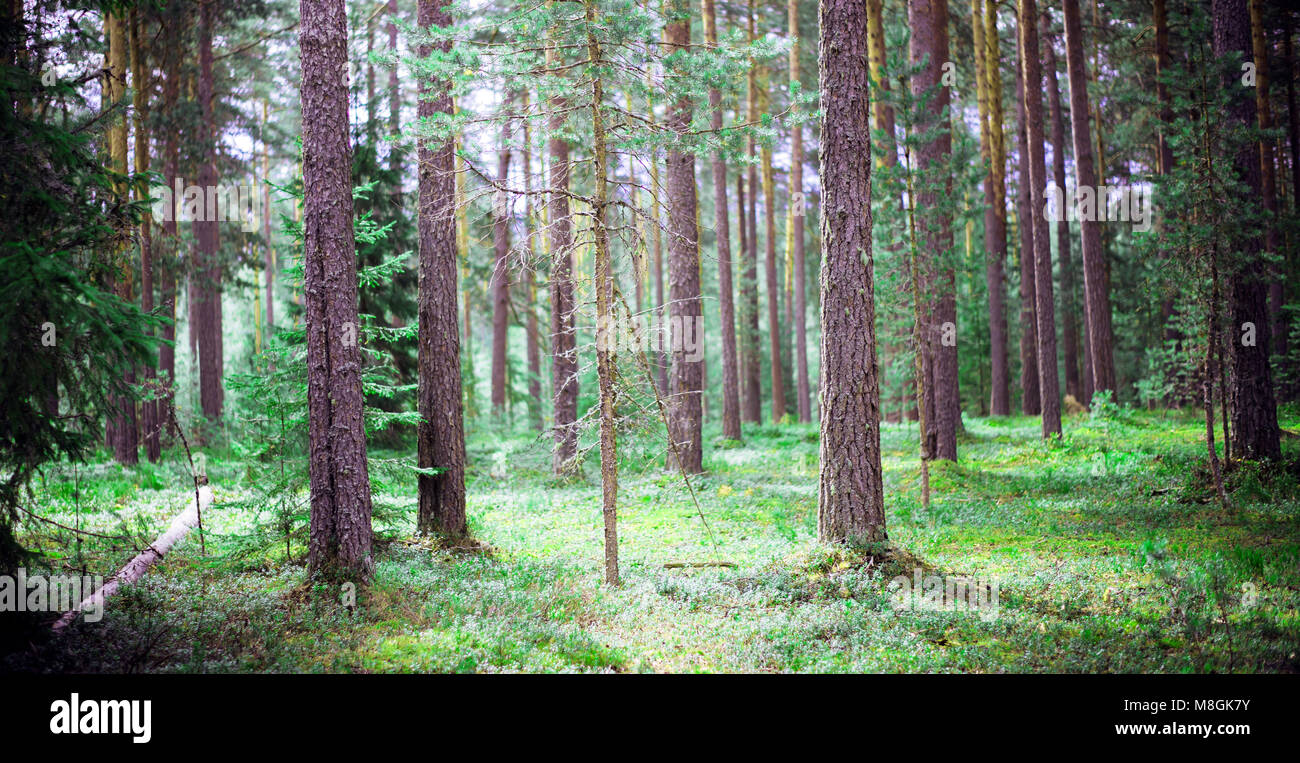 Wild trees in forest Stock Photo - Alamy
