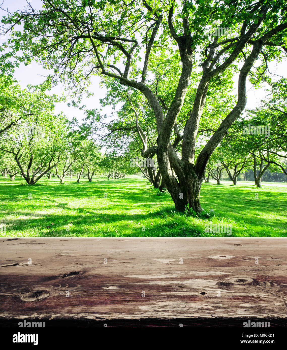 Park forest ecology background Stock Photo - Alamy
