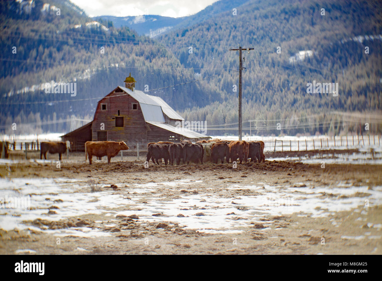 Cows eating hay near a old, weathered gambrel style barn, to the ...