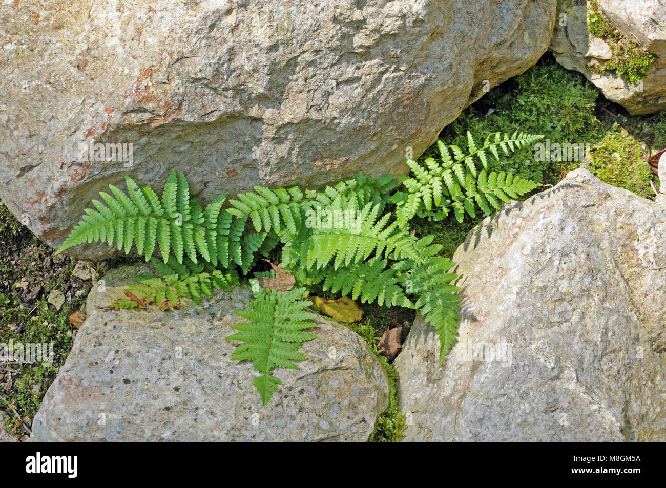 Fern between rocks hi-res stock photography and images - Alamy