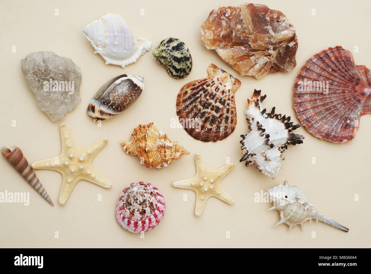 Summer and Vacation Concept. mix of Shells and Stones over Ivory Board ...