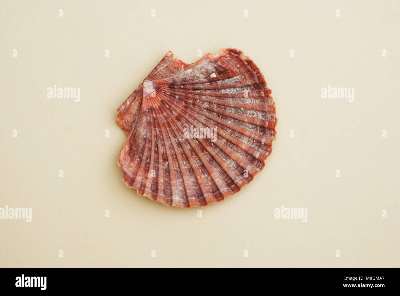 Scallop Shell Isolated on Neutral Ivory background. Close-up view ...