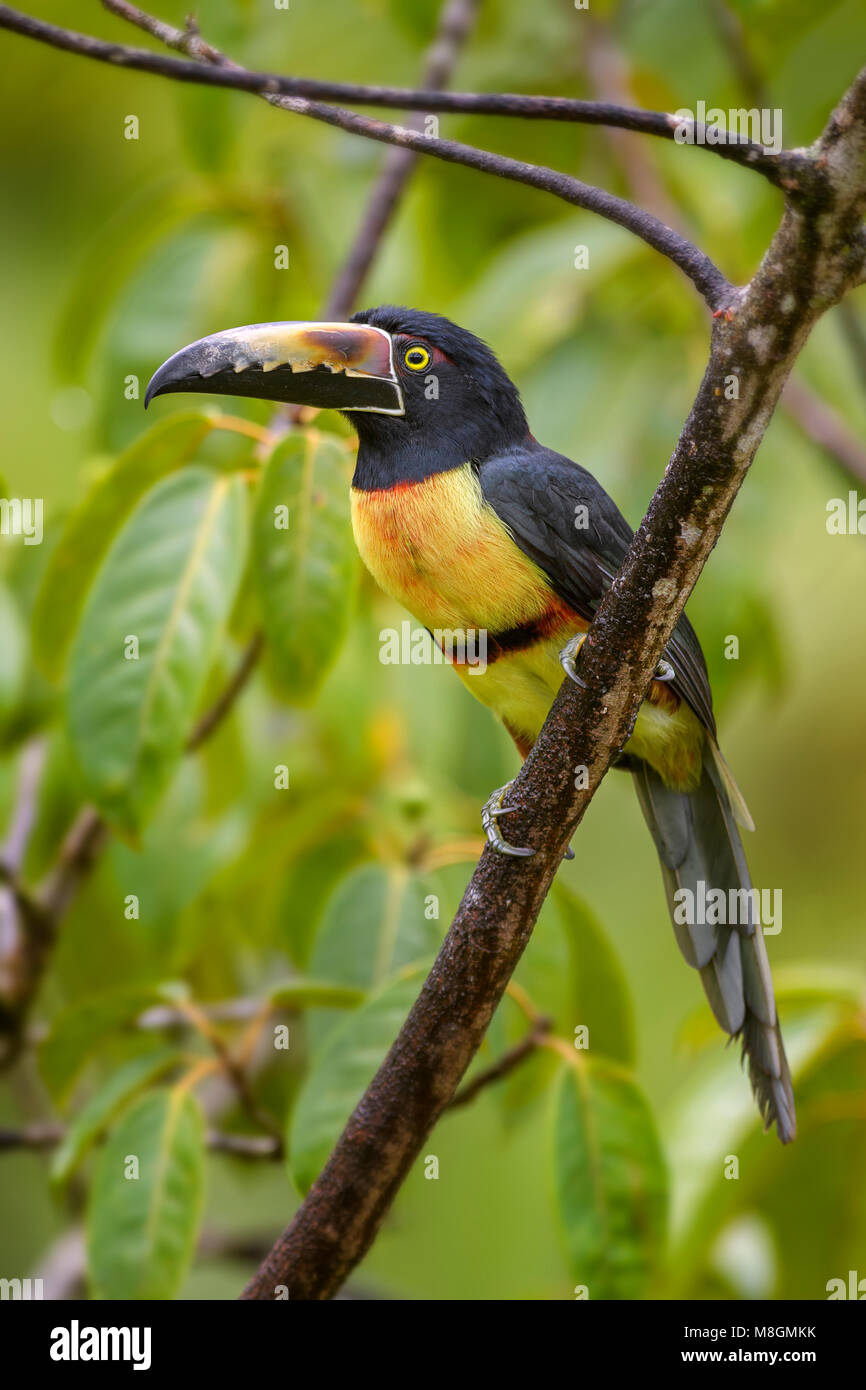 Collared Aracari - Pteroglossus torquatus, beautiful colorful toucan ...