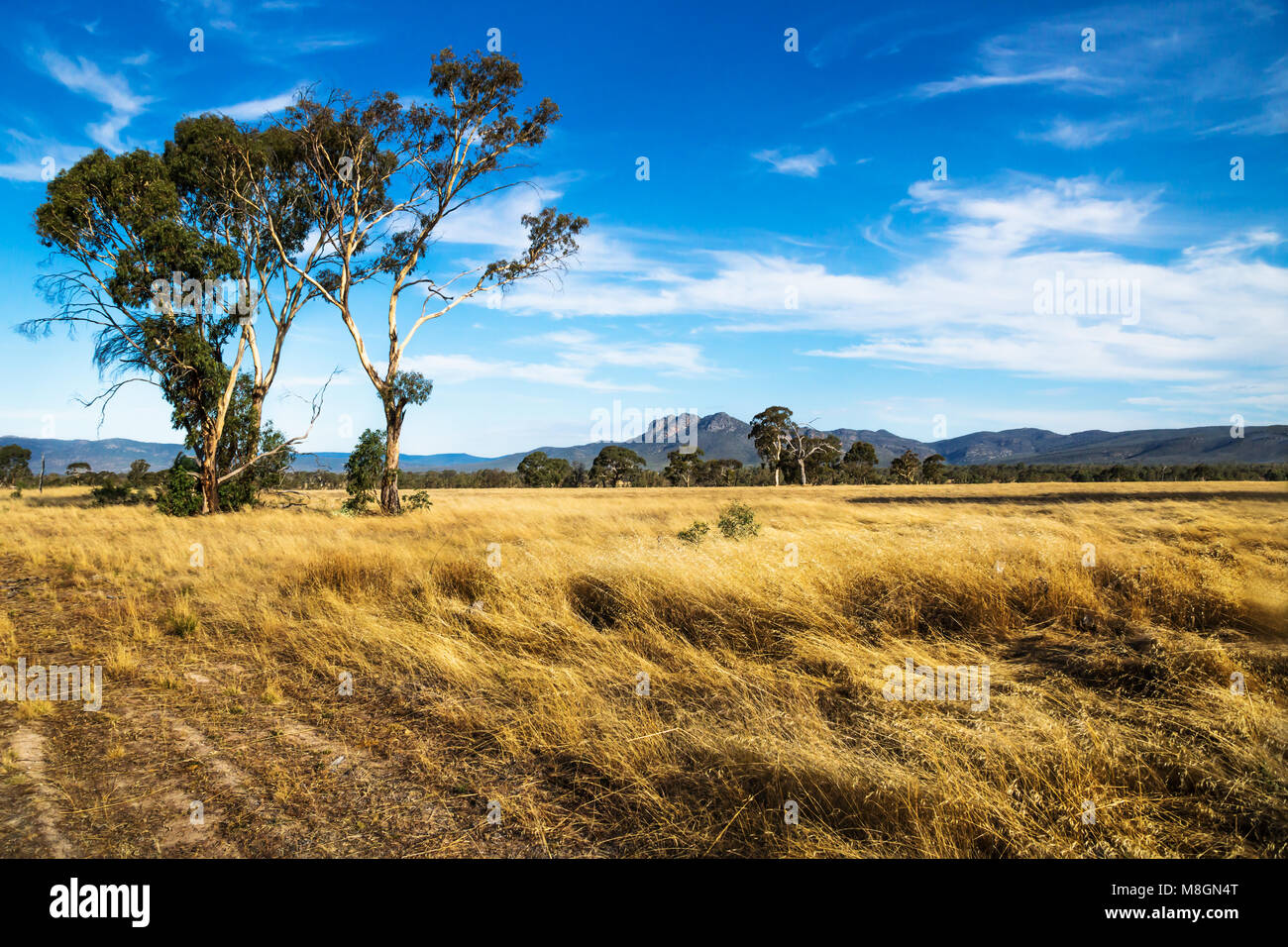 Australian bush landscape hi-res stock photography and images - Alamy