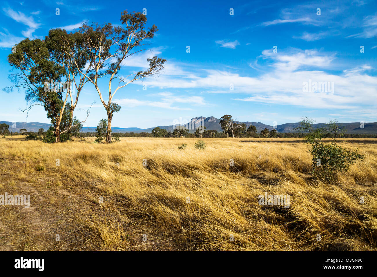 Australia outback grassland grass hi-res stock photography and images ...