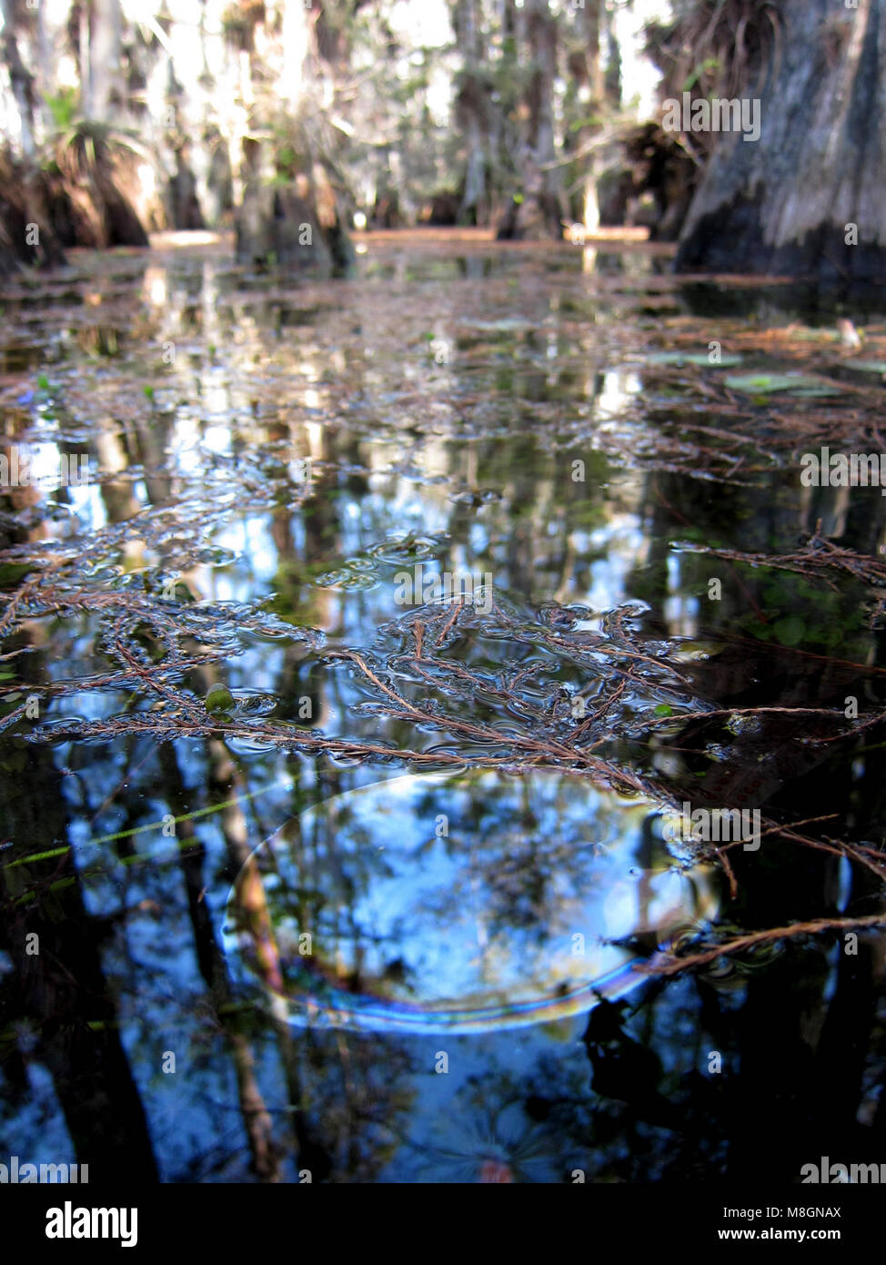 bacterial decomposition rainbow Stock Photo - Alamy