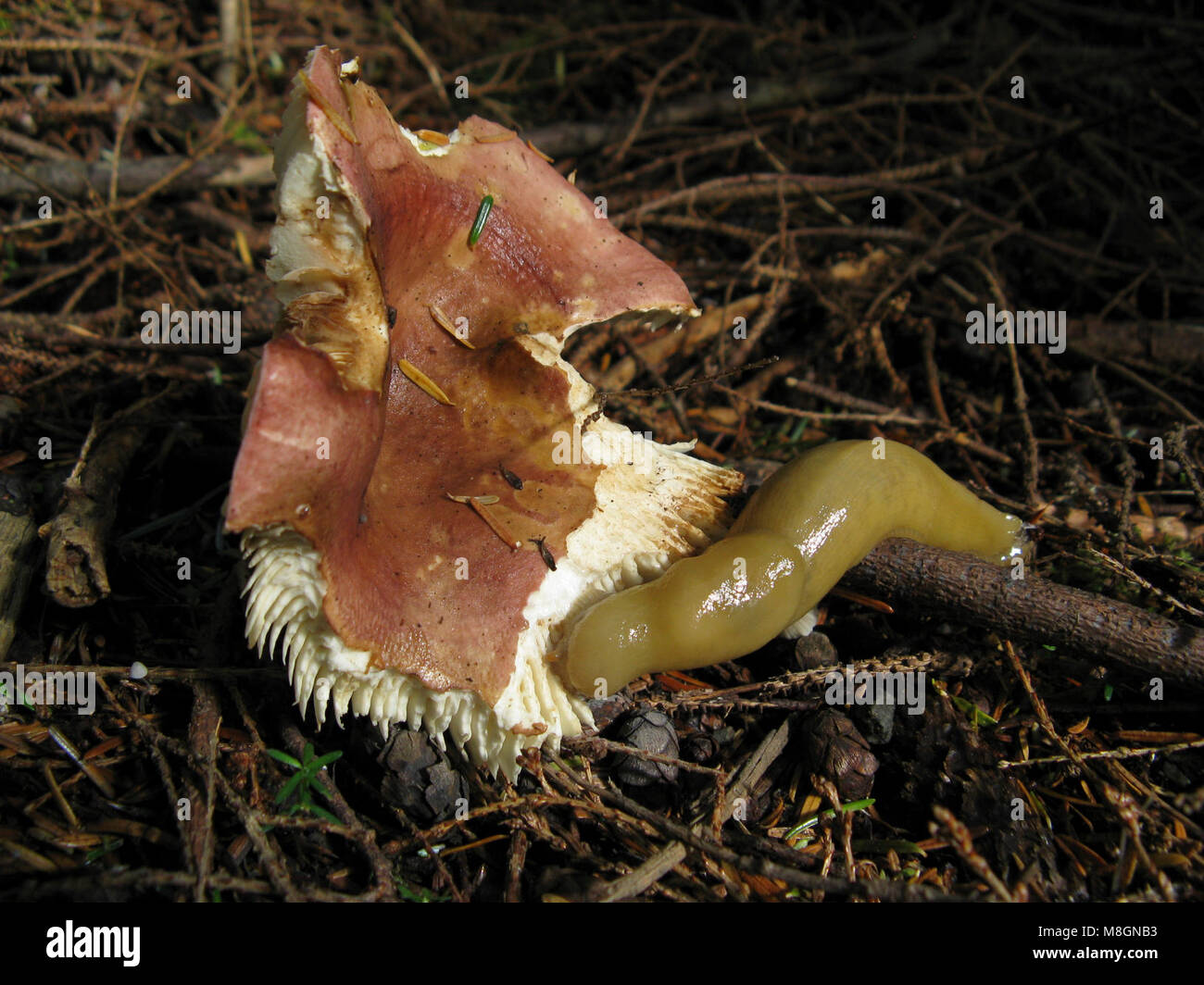 banana slug eating mushroom Stock Photo - Alamy