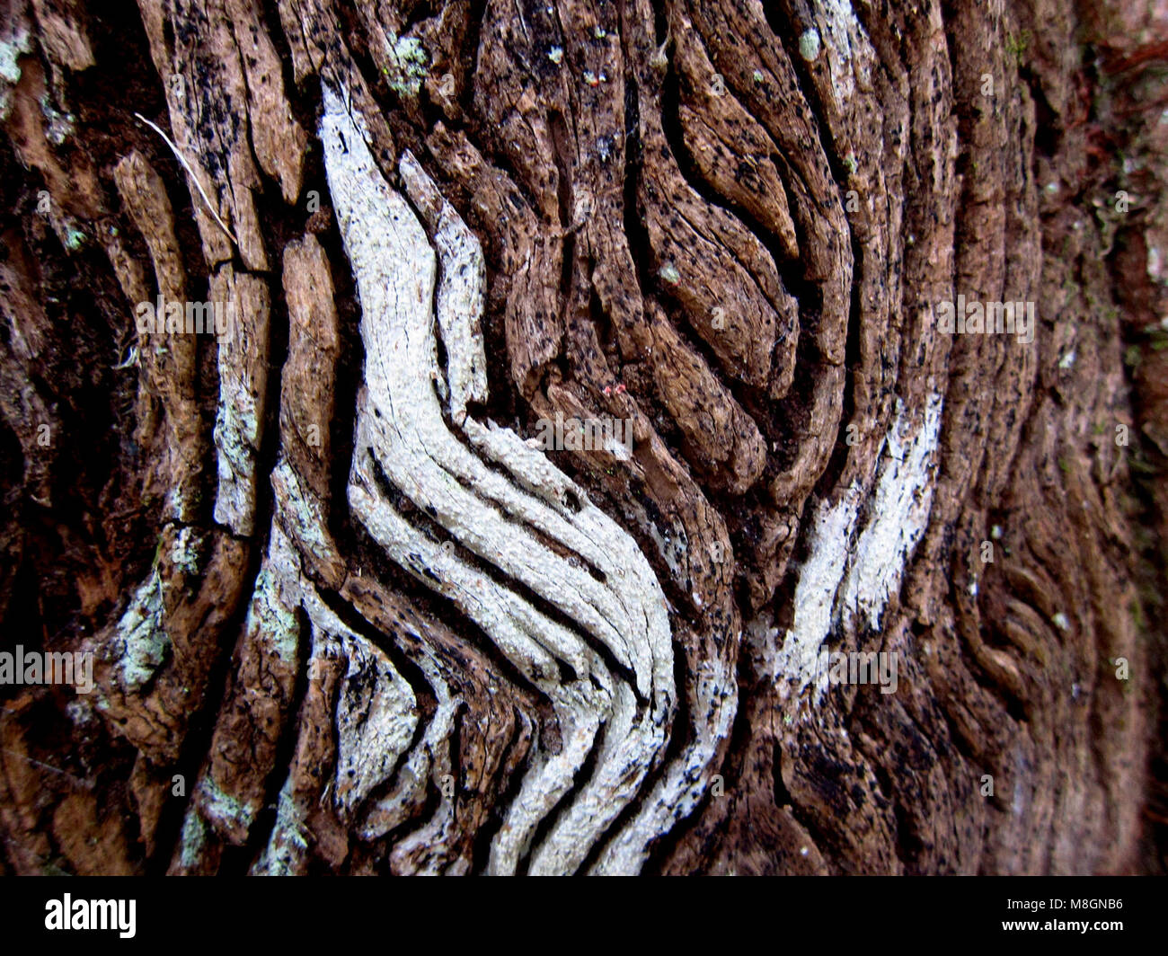 Bark Stock Photo - Alamy