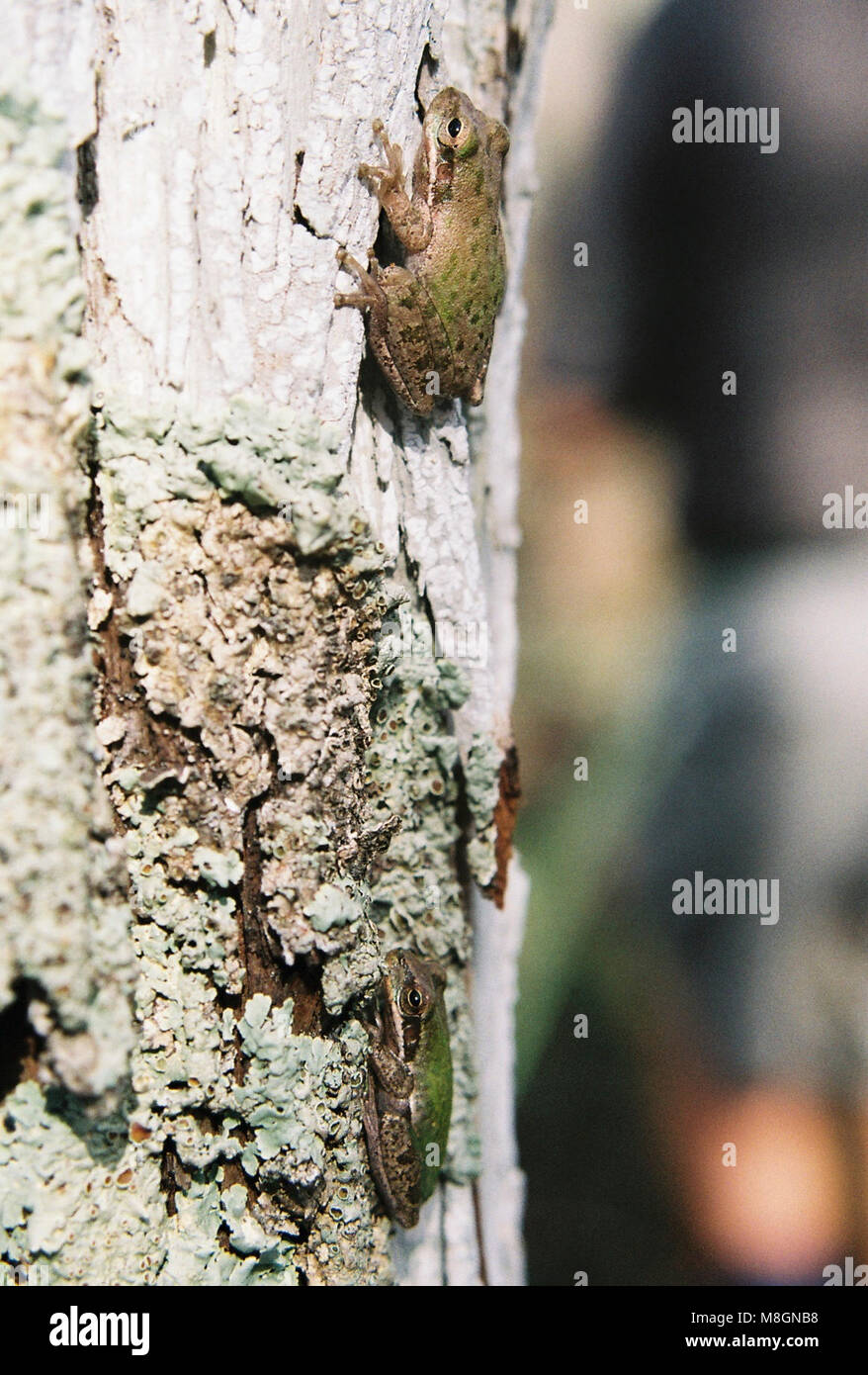 Barking Tree Frogs .On a cypress tree near Concho Billie ORV Trail ...