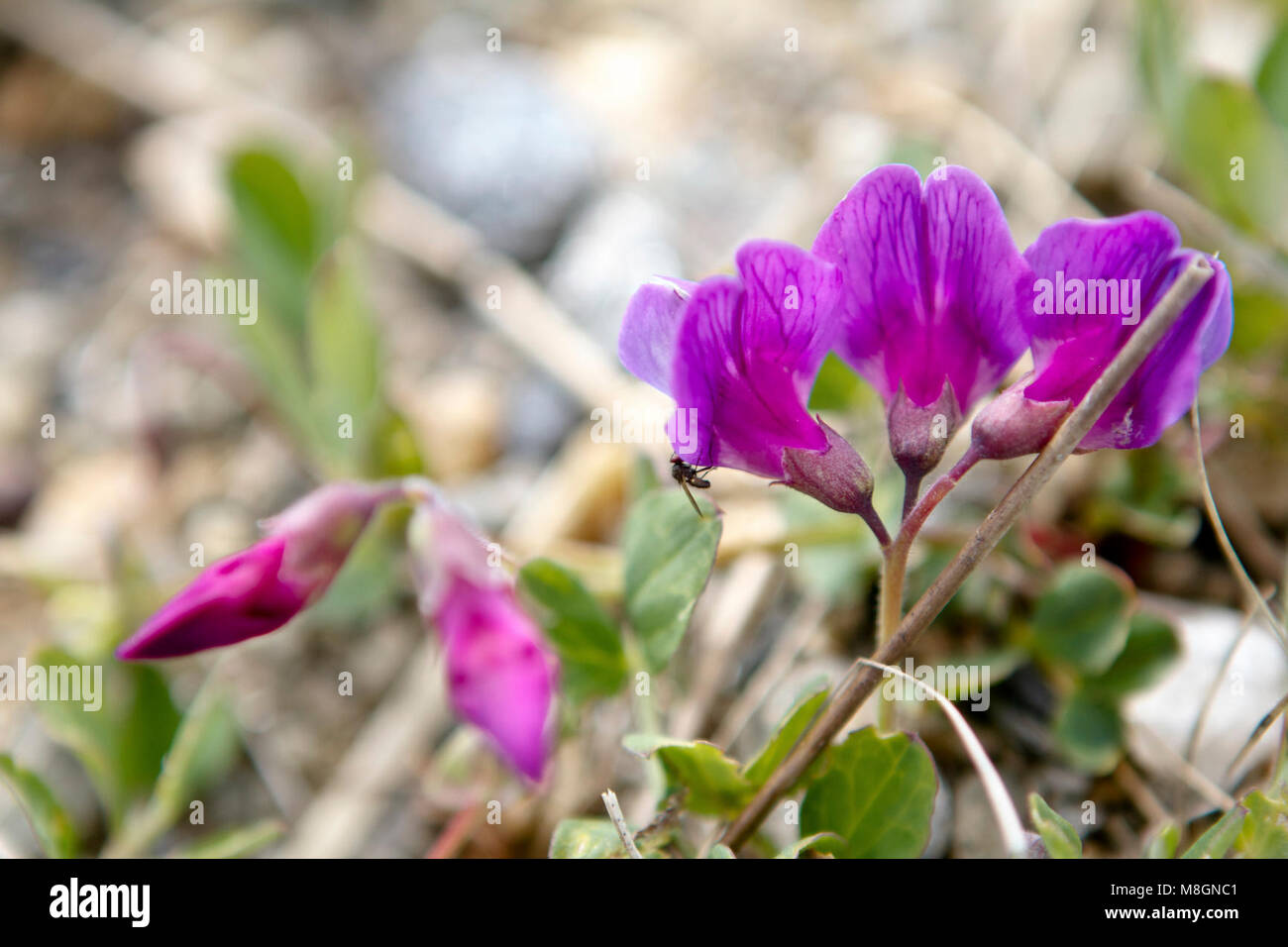Beach Pea Stock Photo - Alamy