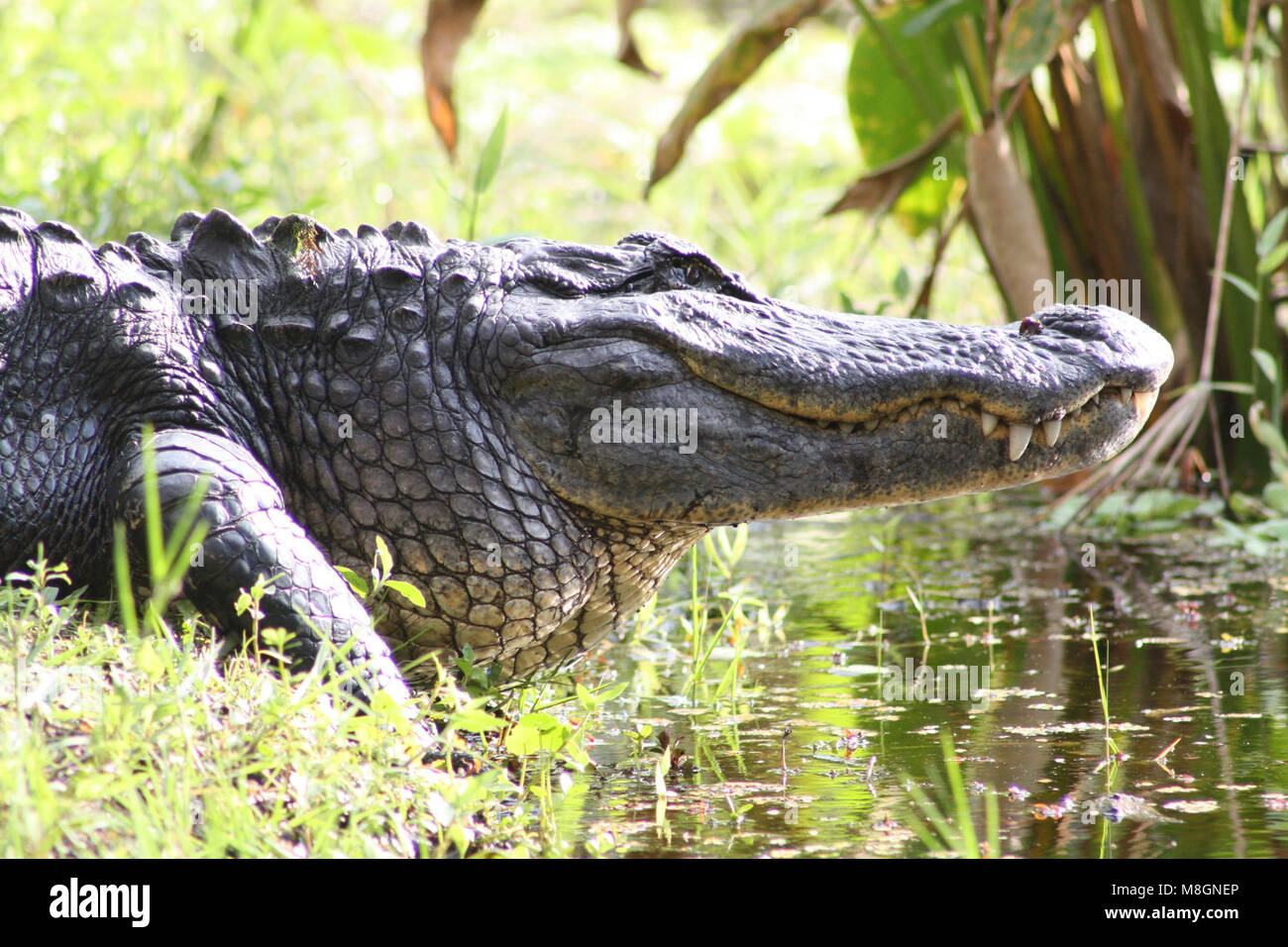 big gator Stock Photo - Alamy