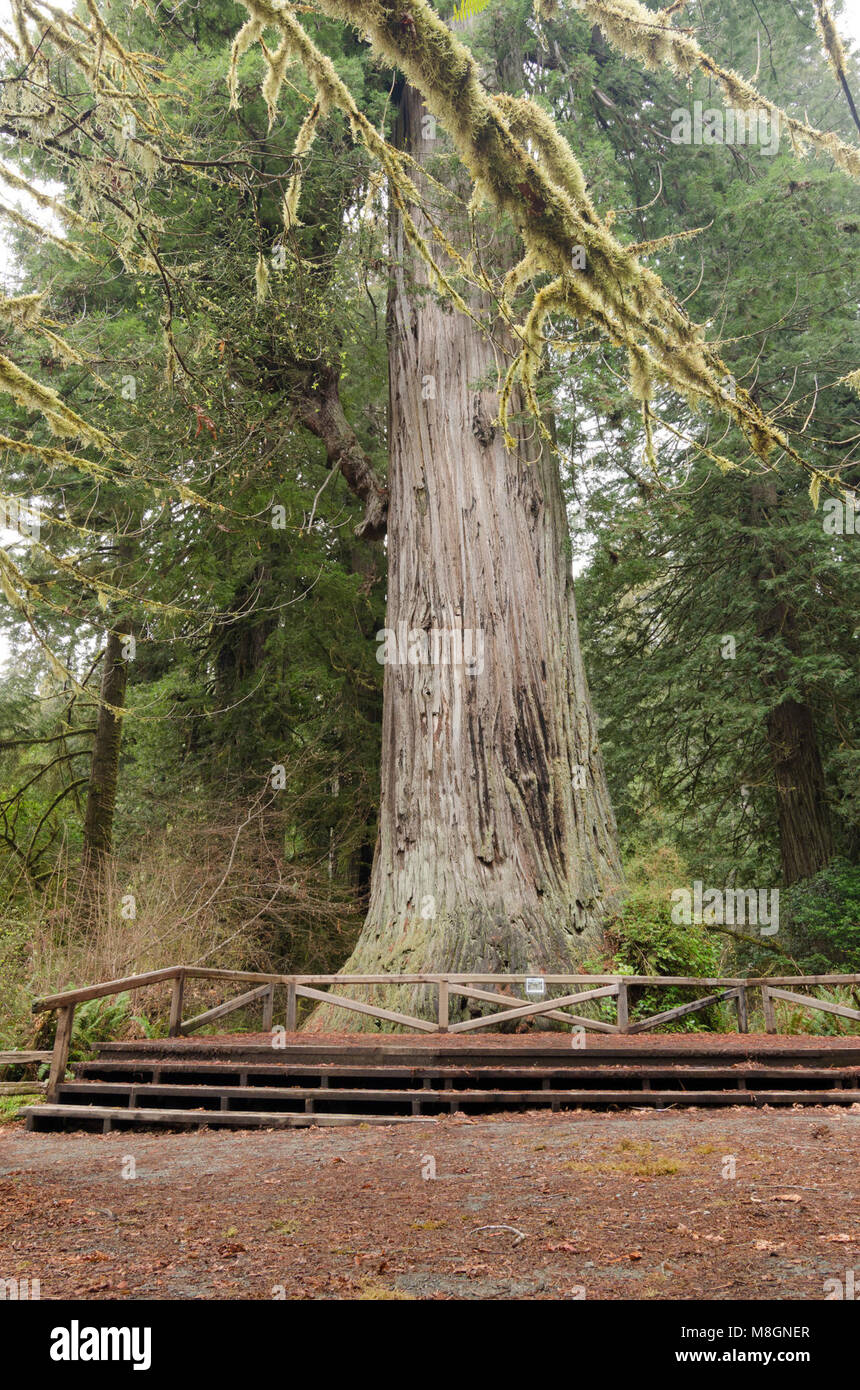 Big Tree in Prairie Creek Redwoods State Park Stock Photo - Alamy