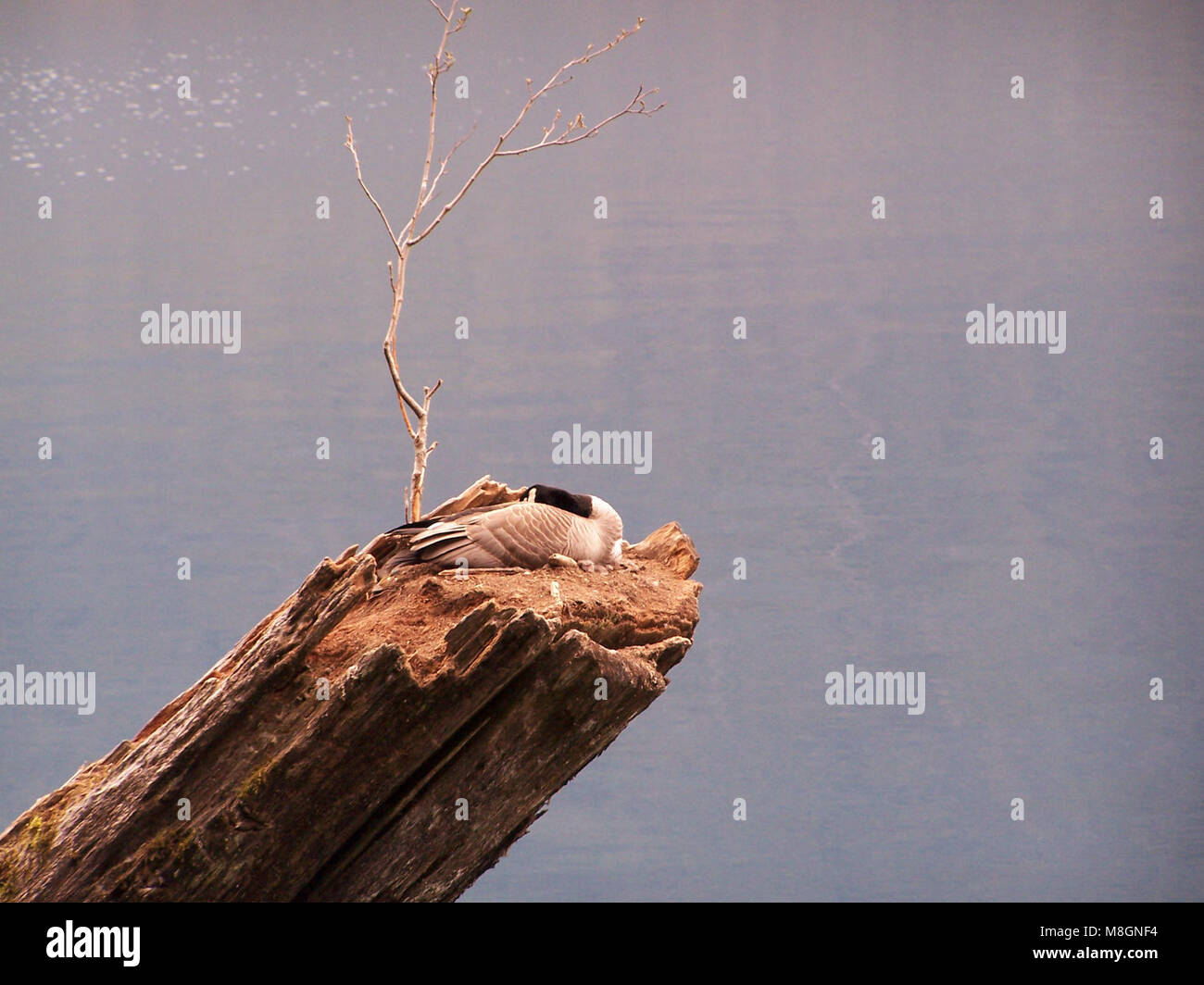 bird canada nest log Stock Photo - Alamy