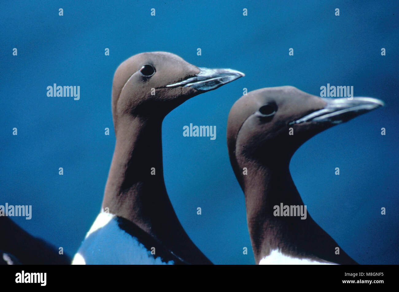 bird common murre closeup .common murre (uria aalge Stock Photo - Alamy
