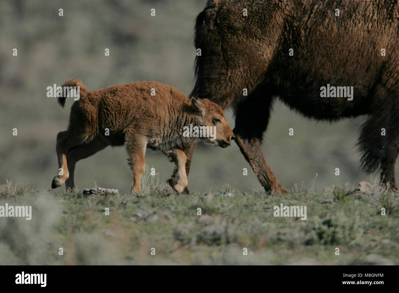 Bison calf following cow hi-res stock photography and images - Alamy