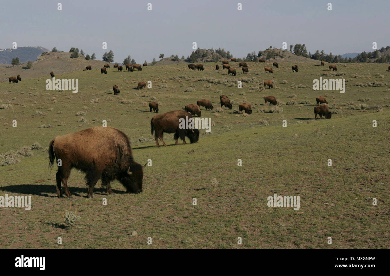 Bison herd .Bison herd - Little America Flat Stock Photo - Alamy