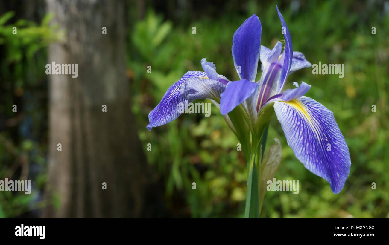 Blue Flag Iris Stock Photo - Alamy