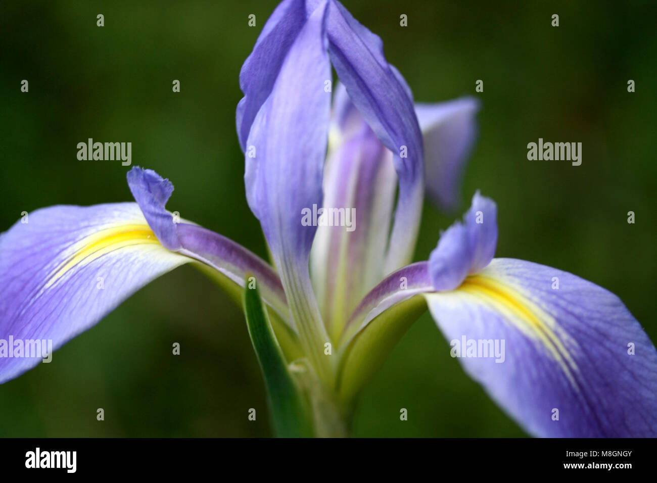 Blue Flag Iris Stock Photo - Alamy