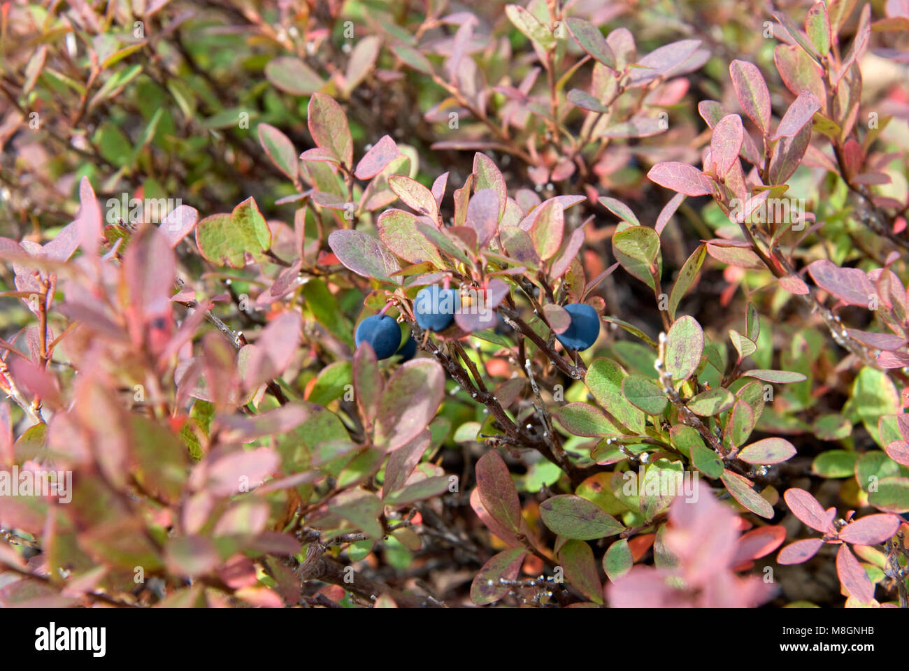 When The Days Get Shorter High Resolution Stock Photography and Images ...