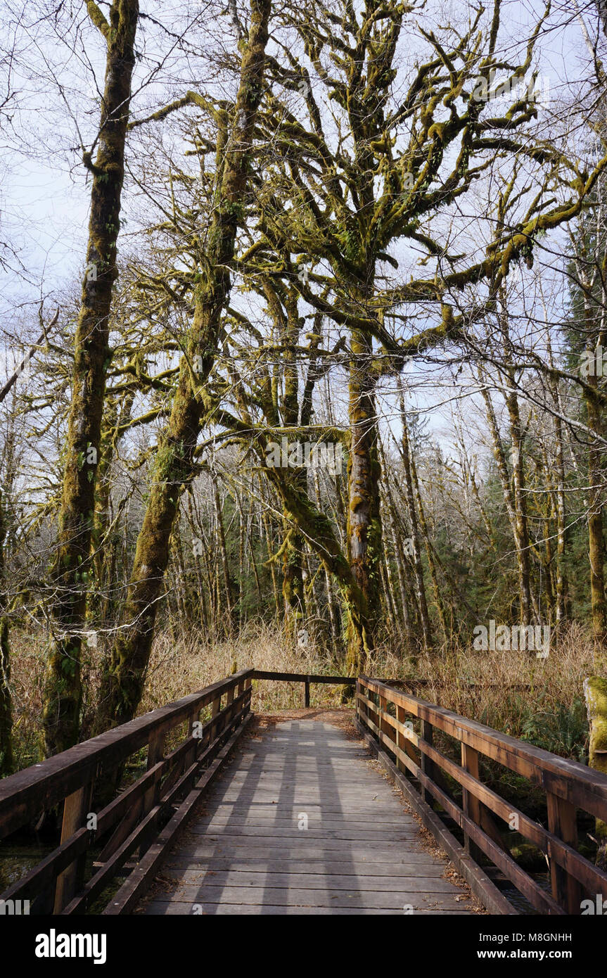 boardwalk ramp maple glades trail handicap quinault rain forest spring ...