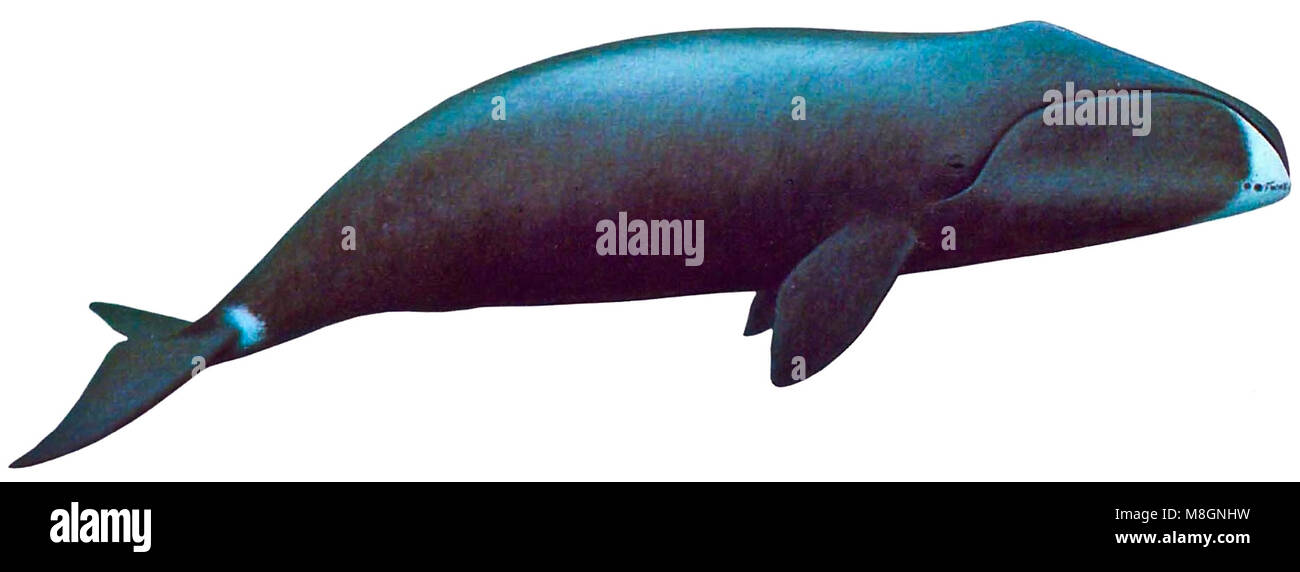 Bowhead-Whale Stock Photo - Alamy