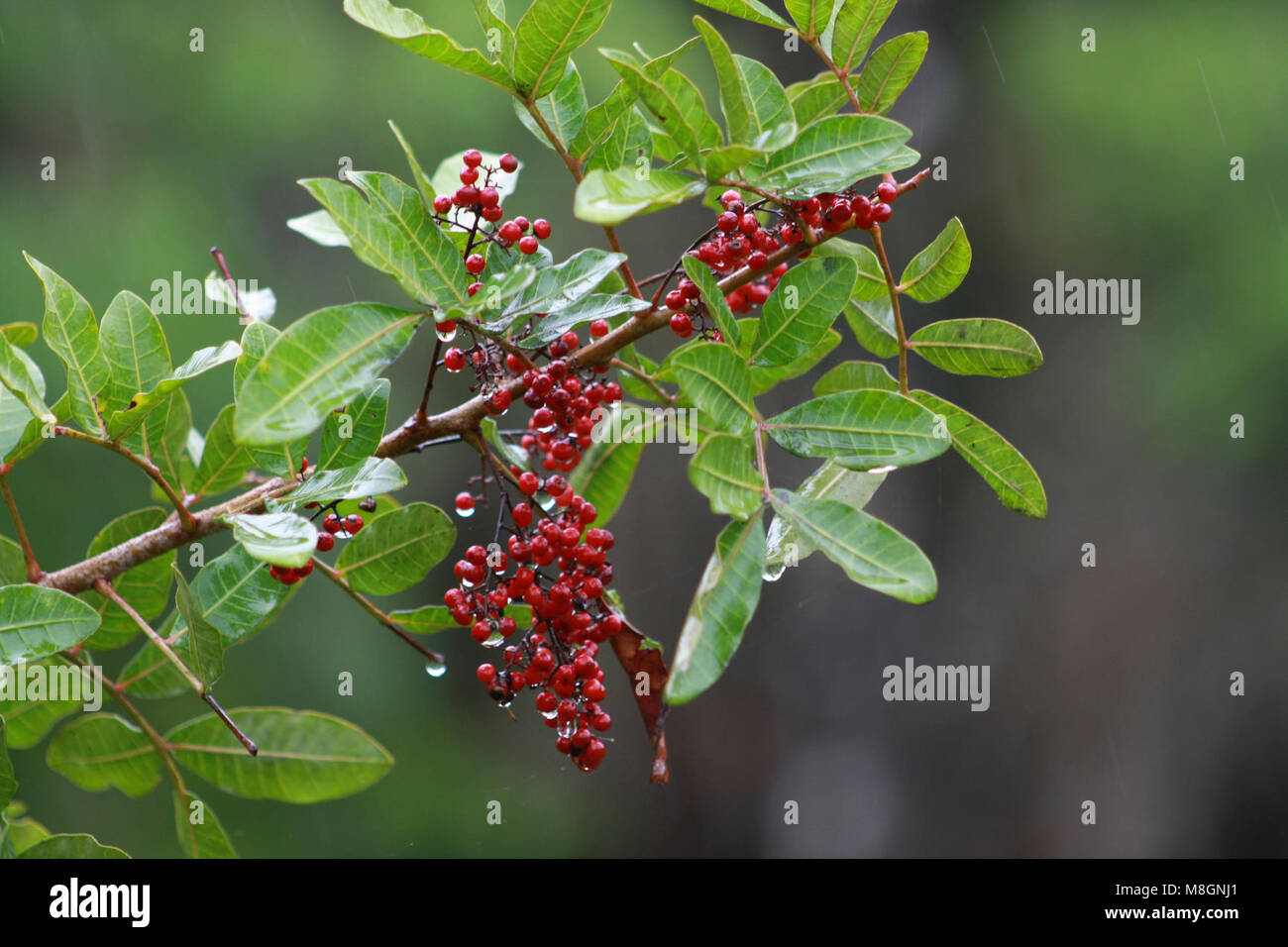 Brazilian Pepper Stock Photo - Alamy