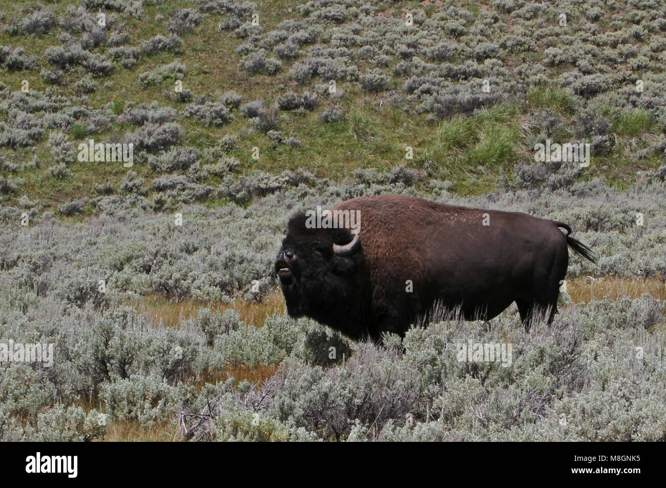 Bellowing bull hi-res stock photography and images - Alamy