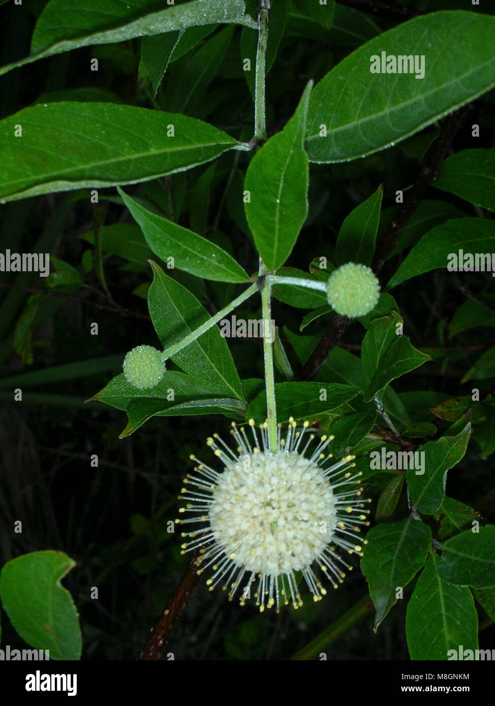 Buttonbush Stock Photo - Alamy