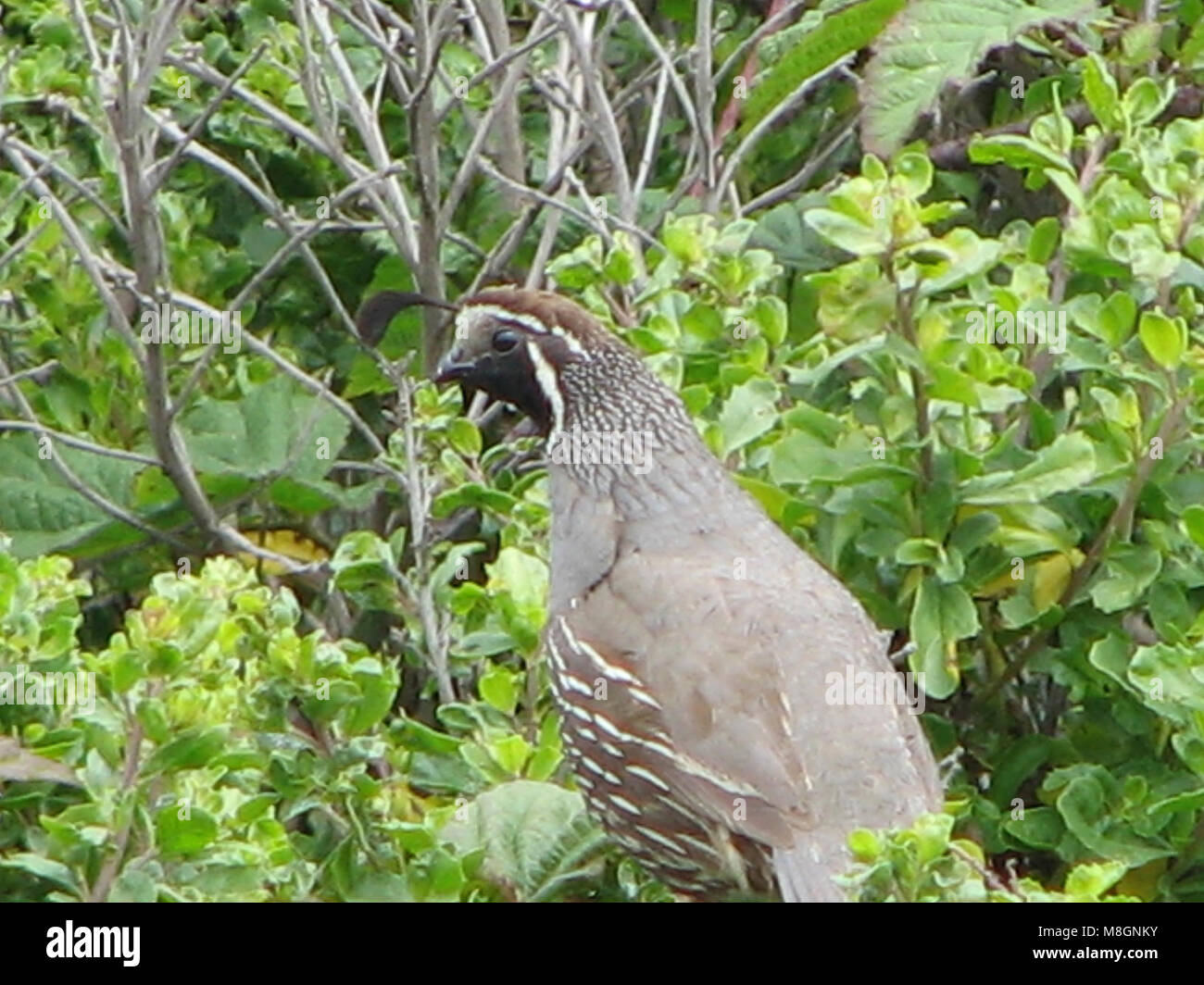 Callipepla californica (California Quail) Kuchel Visitor Center area ...
