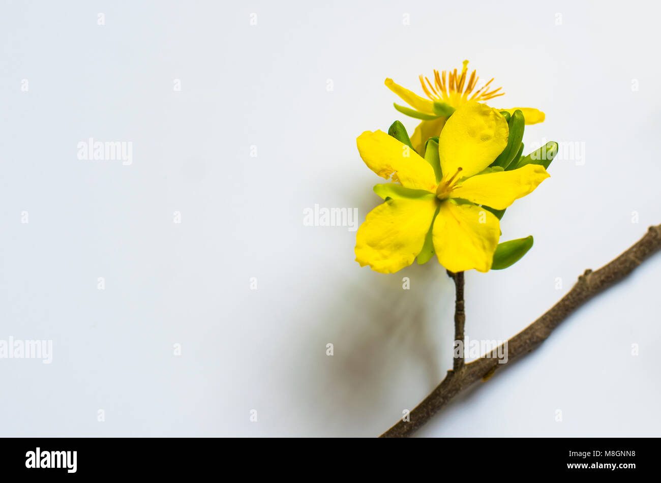 Yellow Apricot Flower isolated on white background, traditional lunar ...