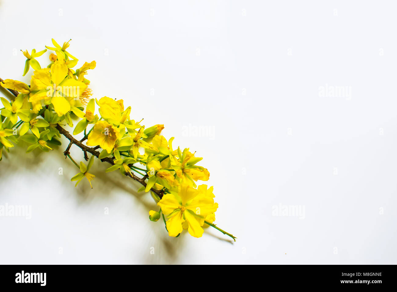 Yellow Apricot Flower isolated on white background, traditional lunar ...
