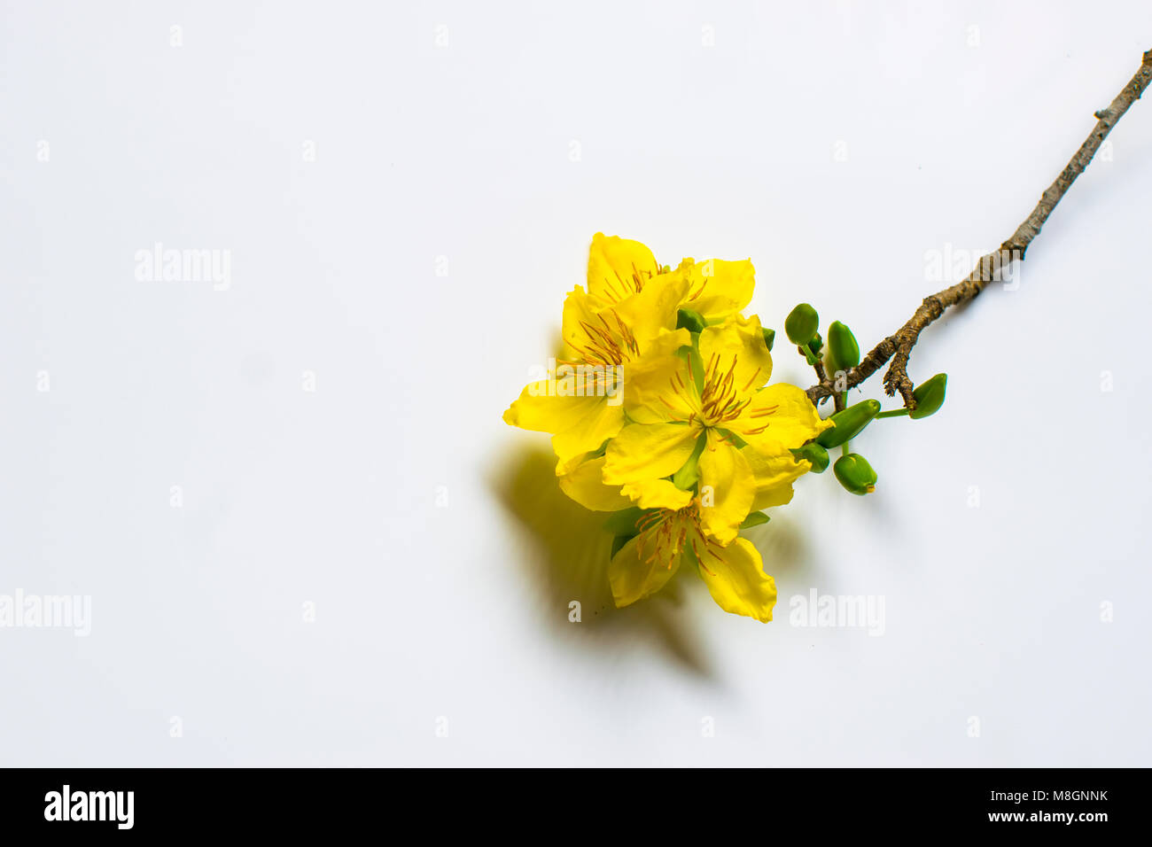 Yellow Apricot Flower isolated on white background, traditional lunar ...