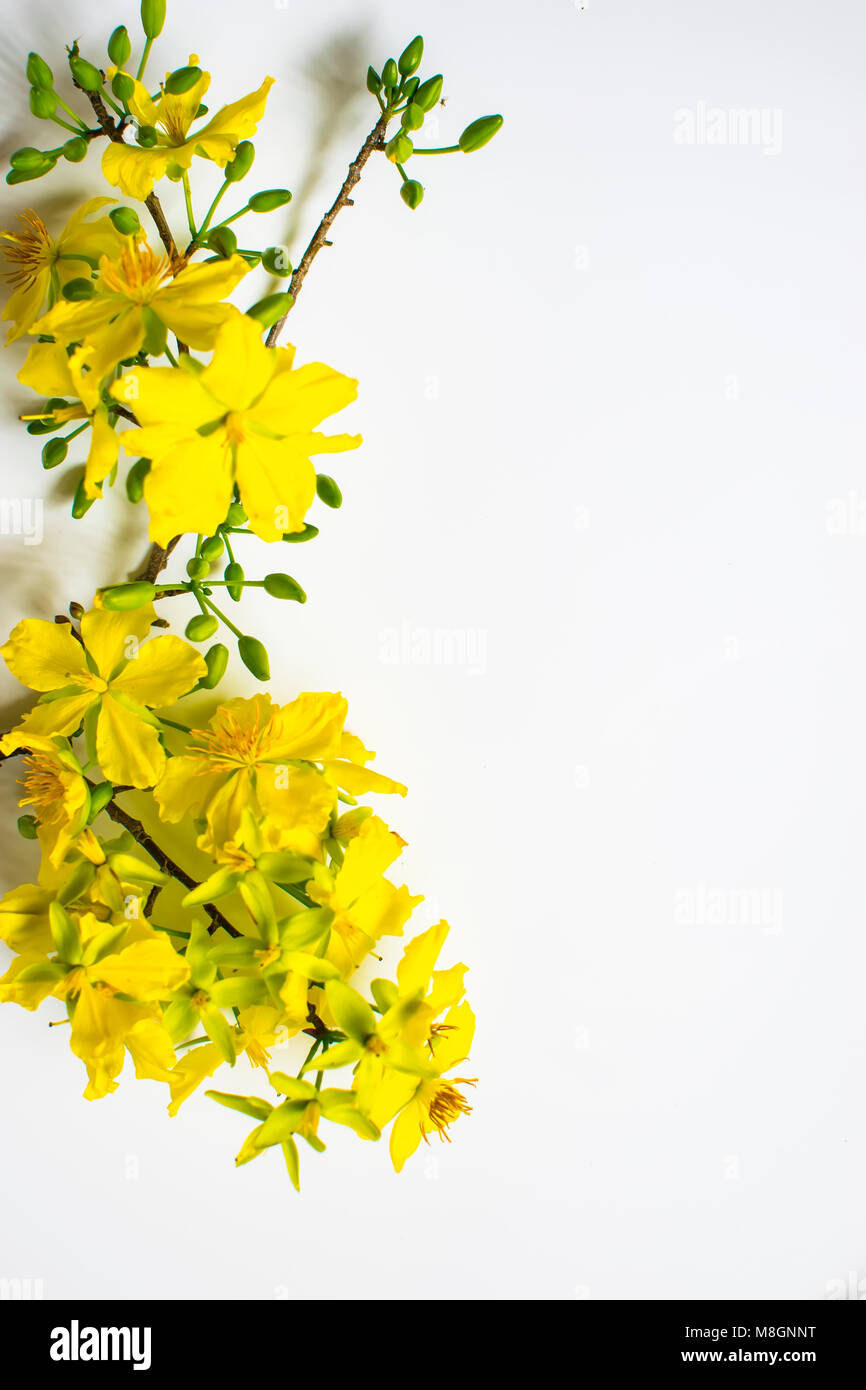 Yellow Apricot Flower isolated on white background, traditional lunar ...