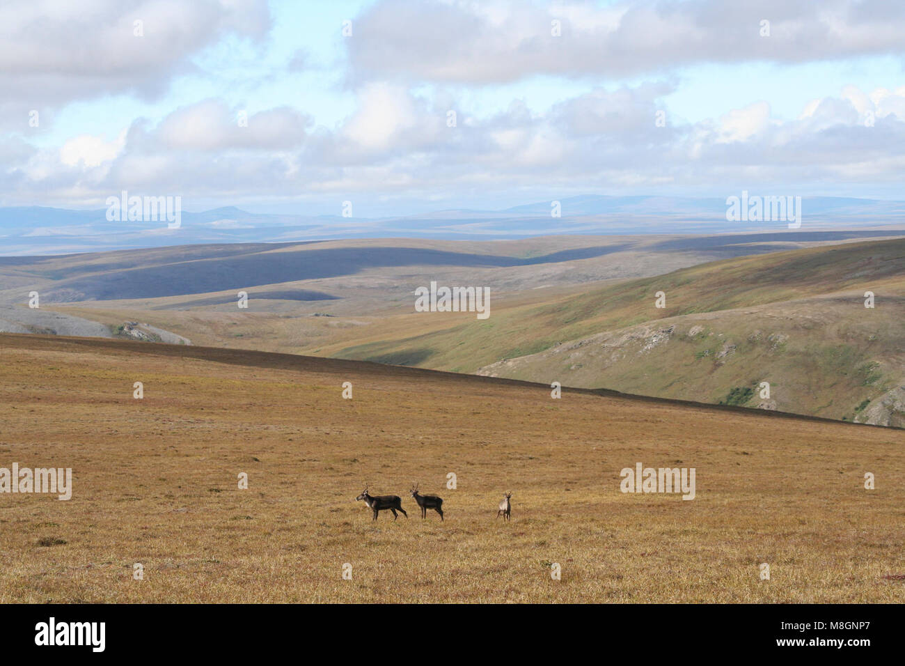 Caribou at Cottonwood .Talk about a lunch view Stock Photo - Alamy